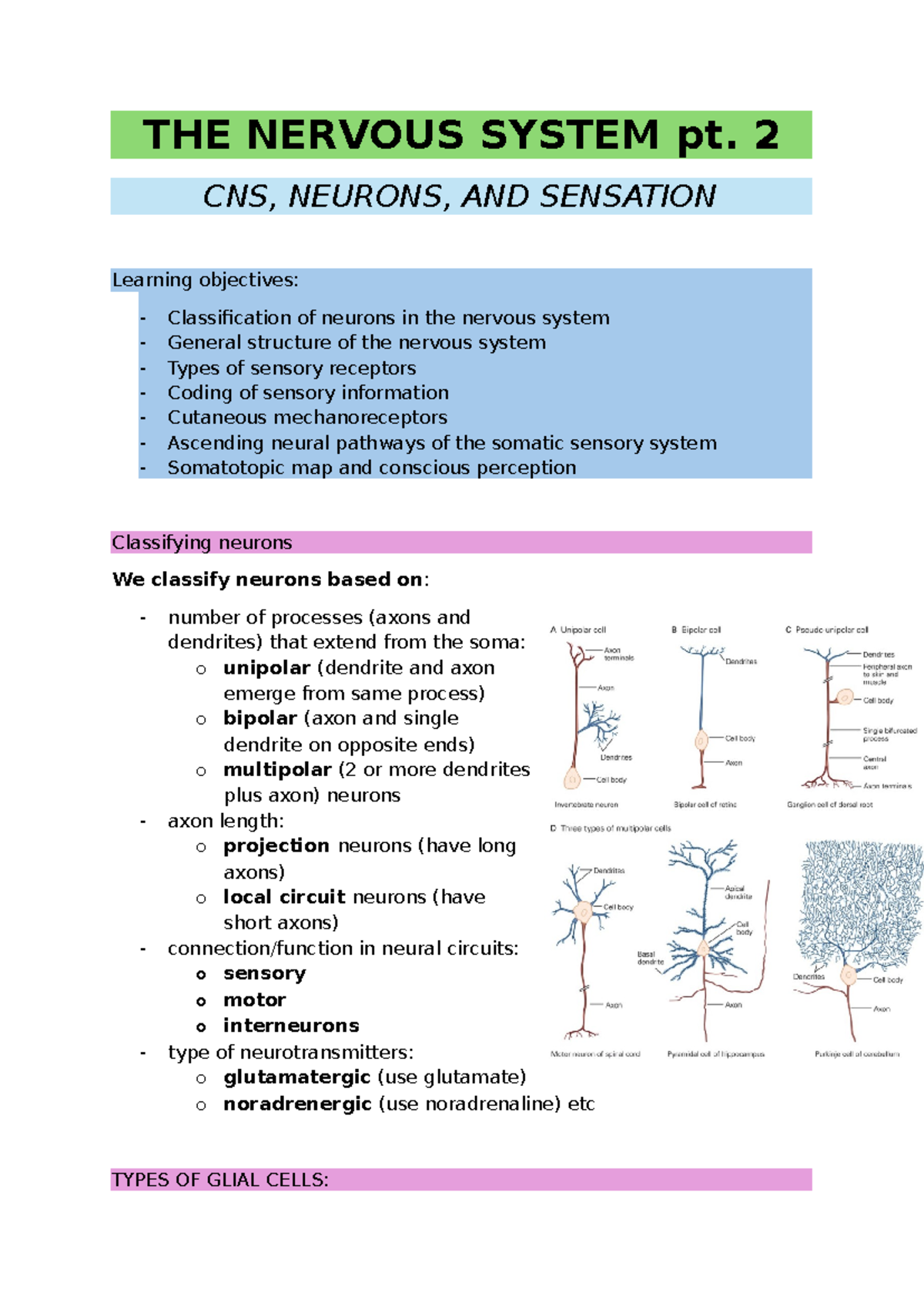 THE Nervous System pt 2 - notes - THE NERVOUS SYSTEM pt. 2 CNS, NEURONS ...