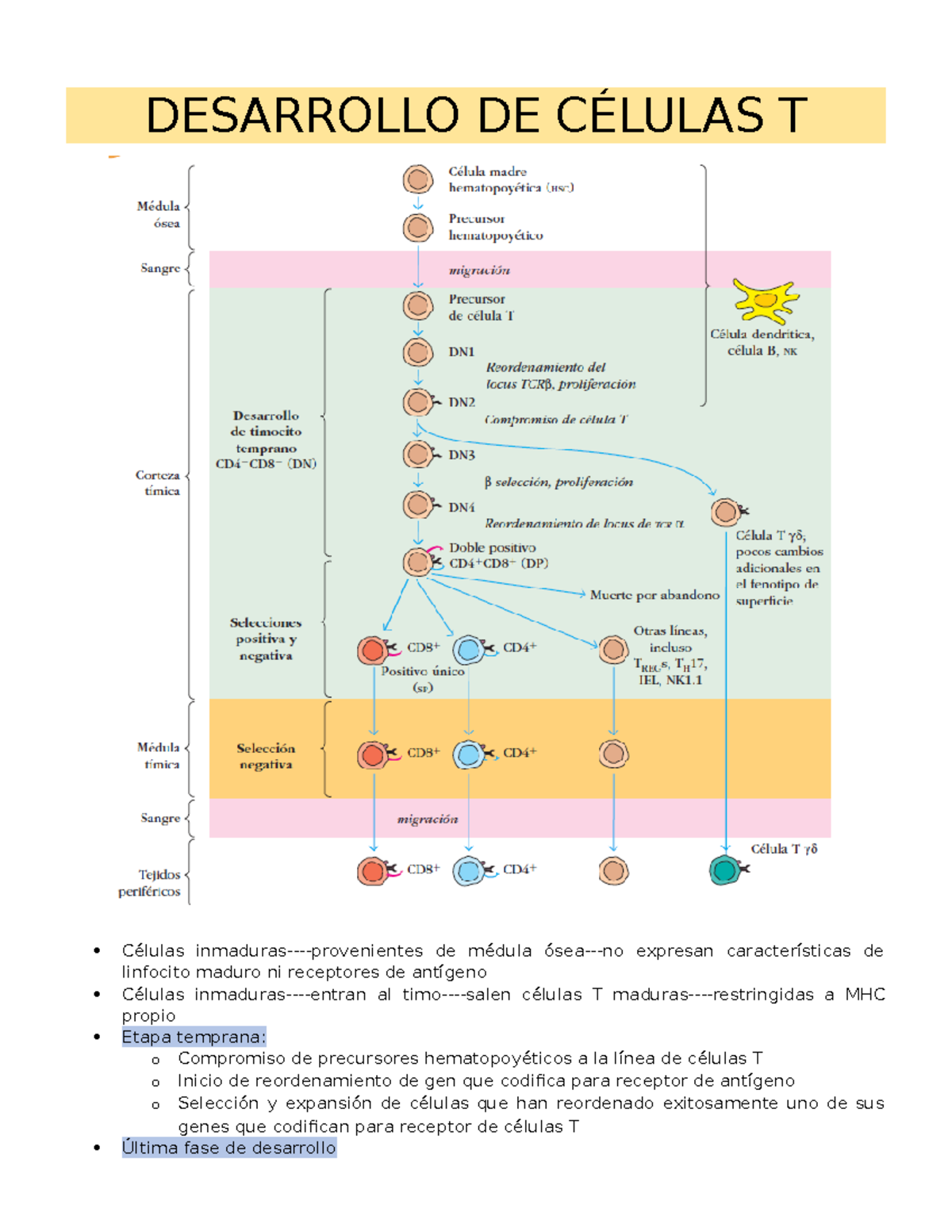 9. Desarrollo DE Células T - DESARROLLO DE CÉLULAS T Células inmaduras ...