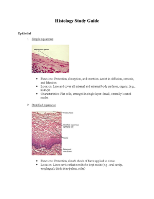 Exercise 6 - Important details - loose connective tissue : Dense connective tissue areolar - Studocu