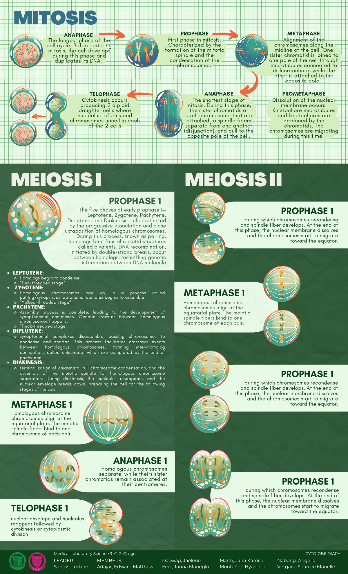 OBE Cytogenetics - PROPHASE 1 The five phases of early prophase I ...