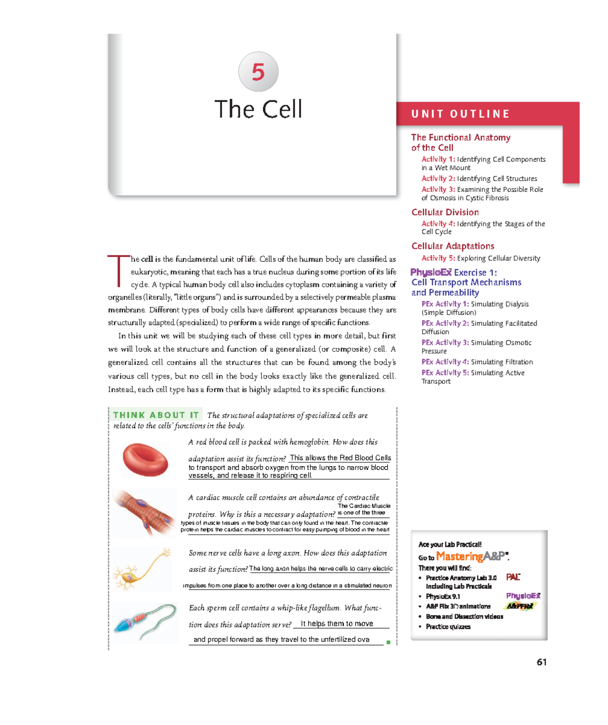 KEN MARK Concepcion OHAP 11 Lab Worksheet The Cell - ####### 61 U N I T ...