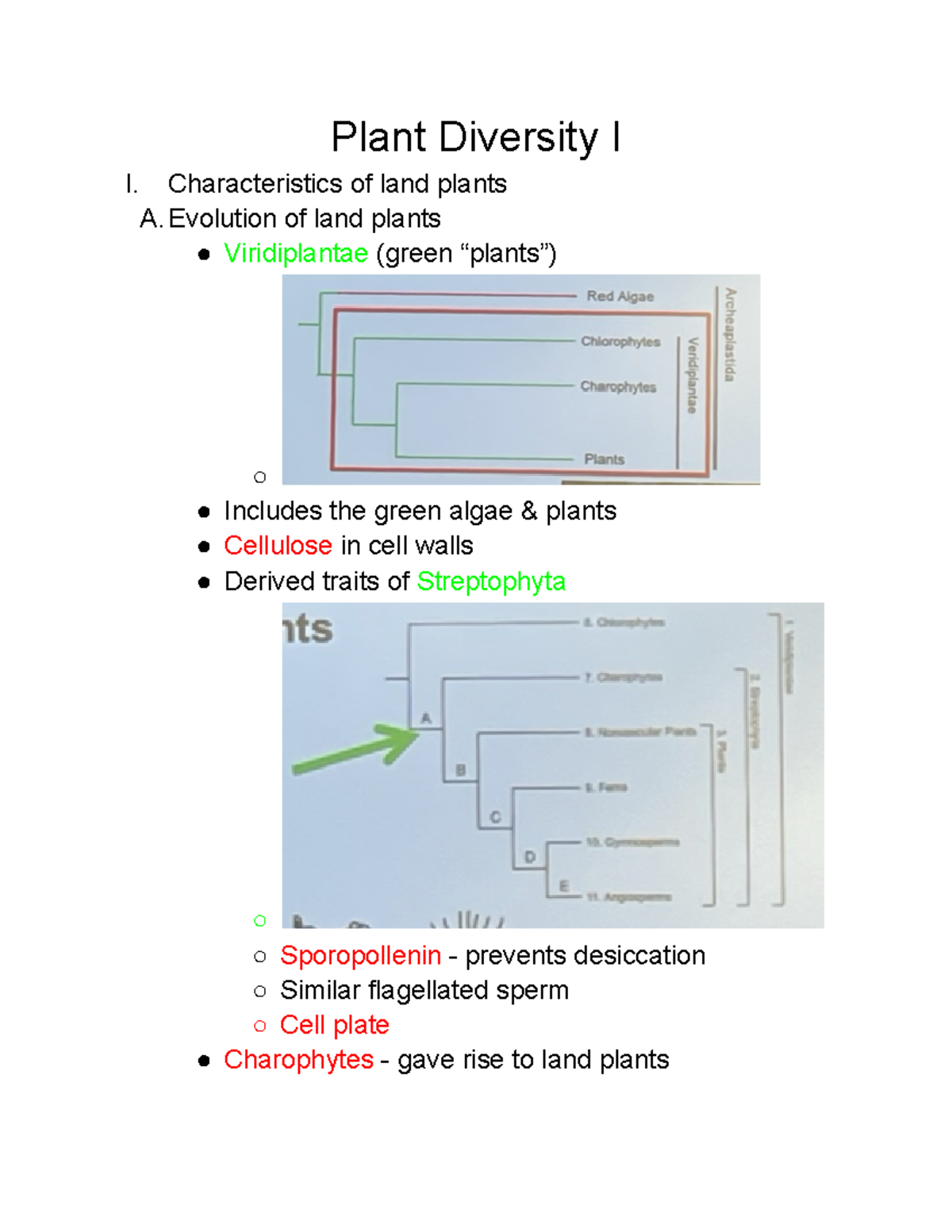 Plant Diversity I - Characteristics of land plants A. Evolution of land ...