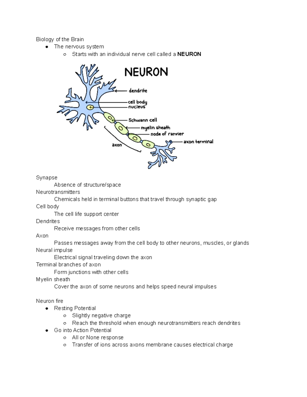 Ap Psych Unit 2 - Biology of the Brain The nervous system Starts with ...