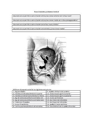 Región cigomática - anatomia topografica cabeza y cuello apuntes ...