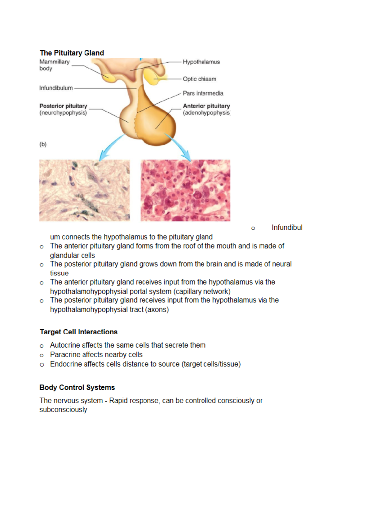 HUMB1001 Integrated Systems Anatomy and Physiology notes - The ...