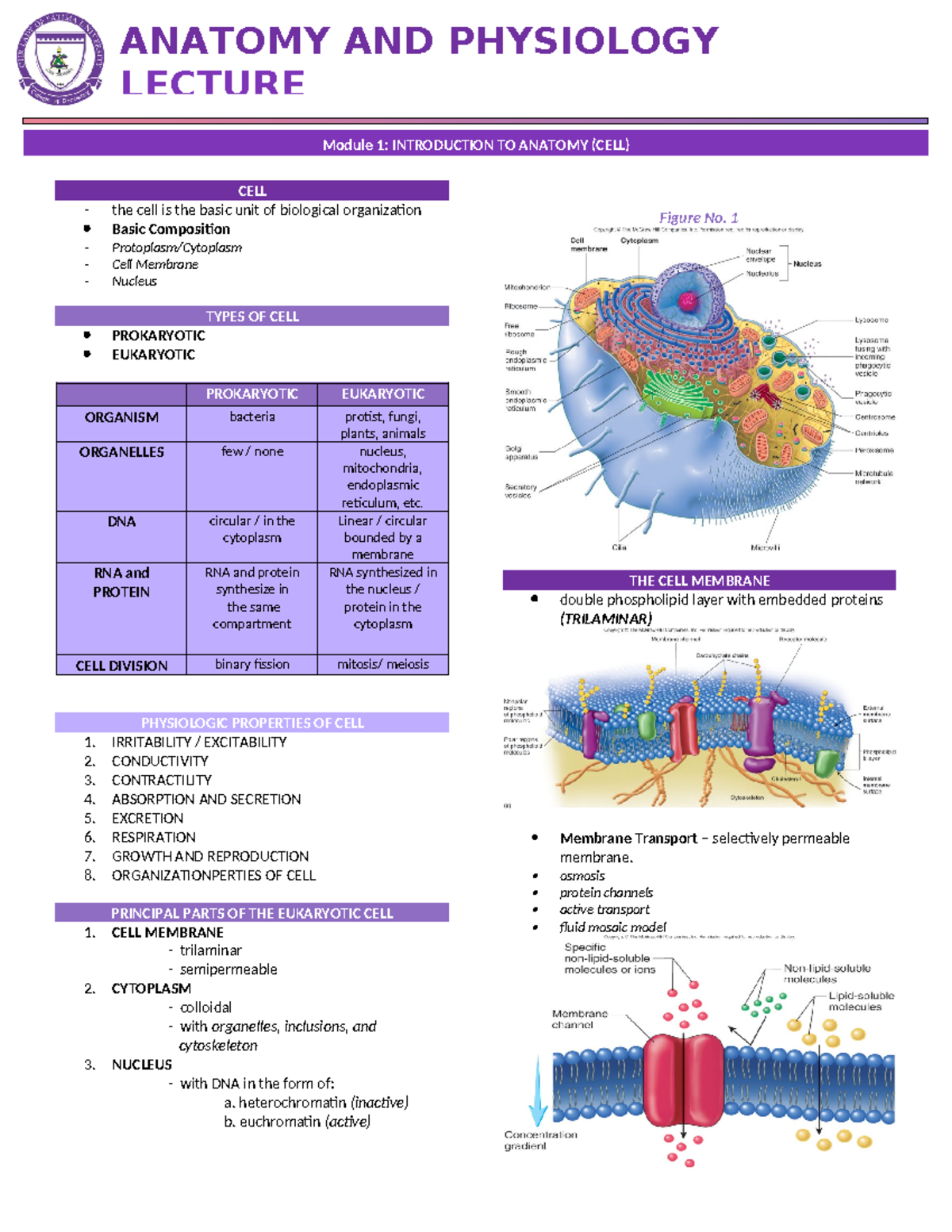 Anatomy and Physiology- CELL Lecture - CELL - the cell is the basic ...