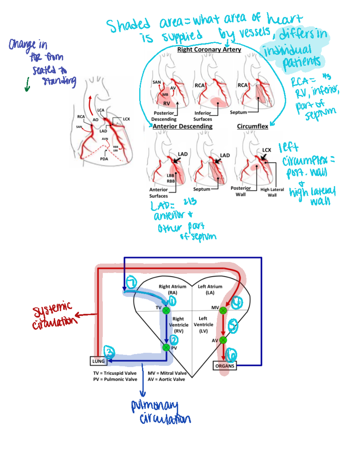 Exam 3 - Cardio Phys Part 1 Diagrams w: Notes - Shaded area What area ...