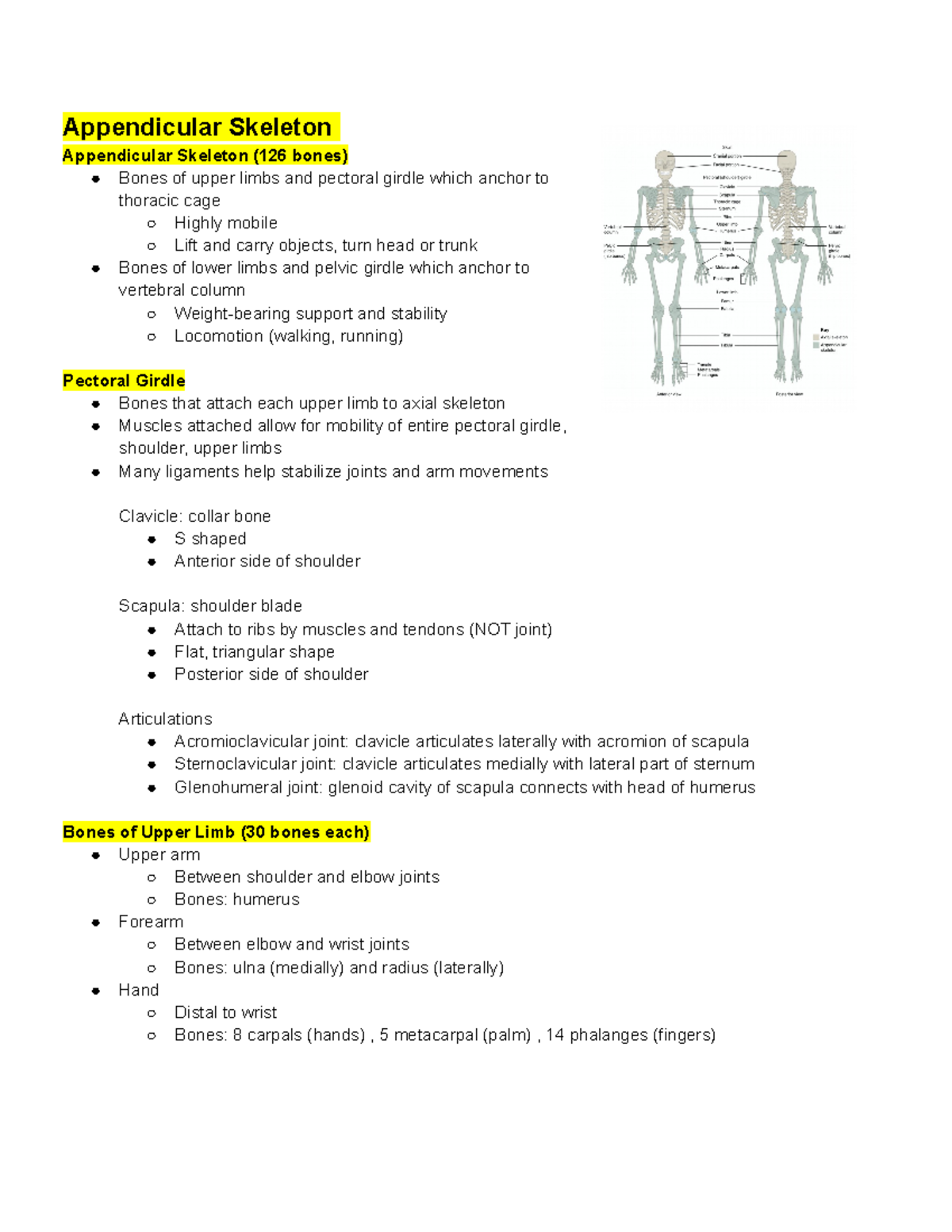 Module 3 - Appendicular Skeleton Appendicular Skeleton (126 bones ...