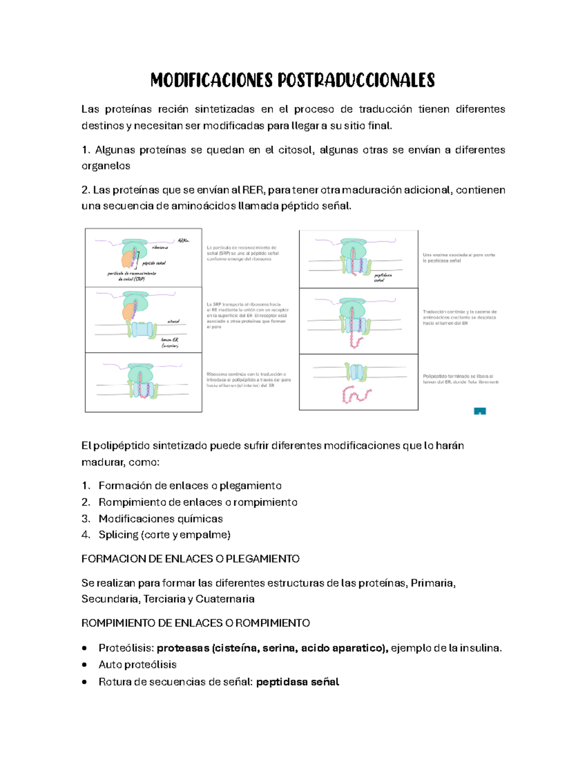 Biomole Apuntes - MODIFICACIONES POSTRADUCCIONALES Las proteínas recién ...