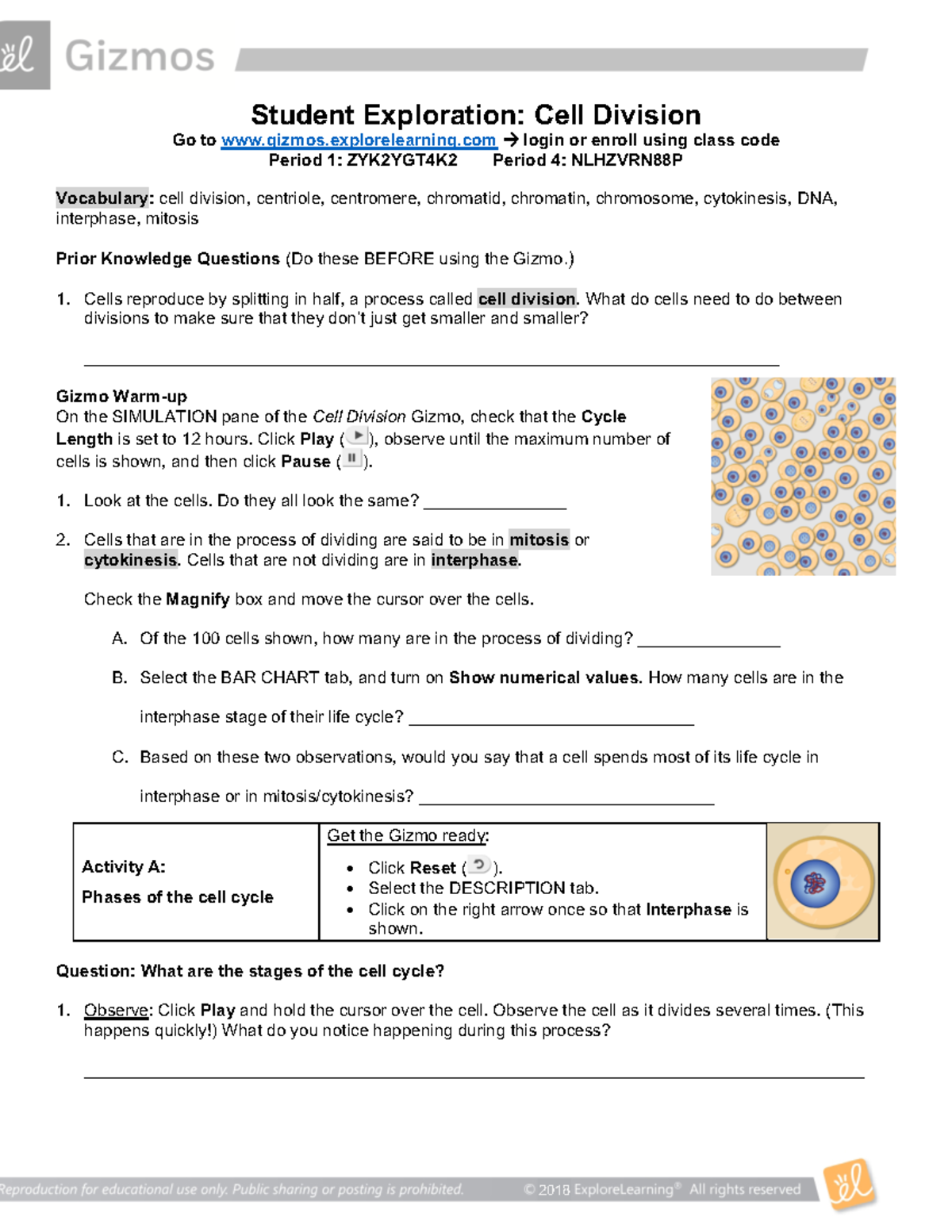 Cell cycle mitosis gizmo longer - Student Exploration: Cell Division Go ...