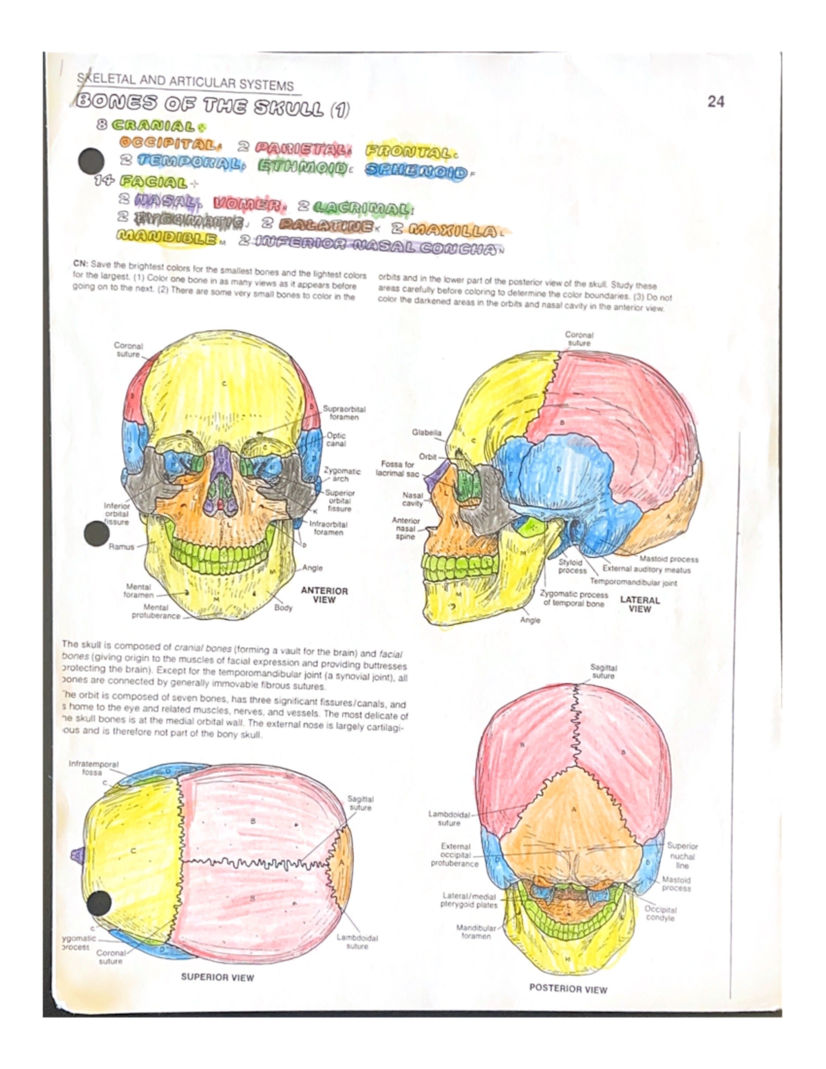 Skull and spine coloring pages - Studocu
