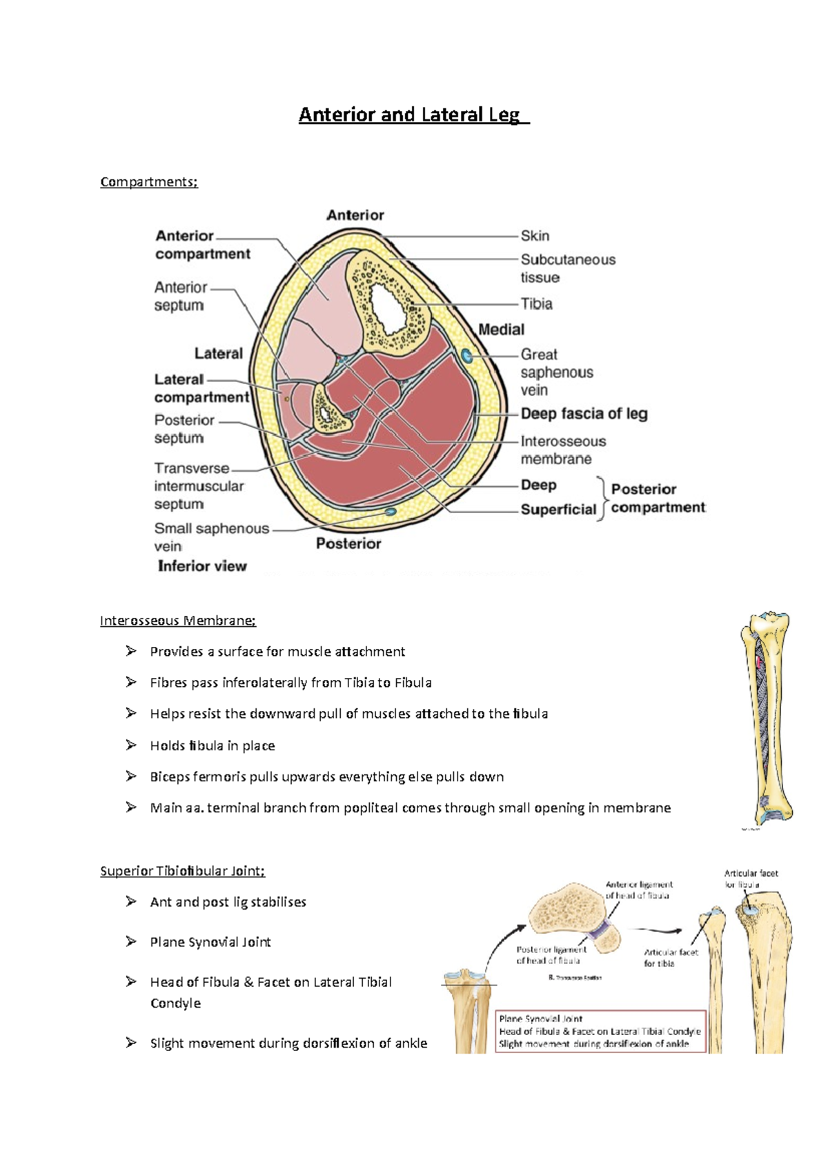 Anterior and Lateral Leg - Anterior and Lateral Leg Compartments ...