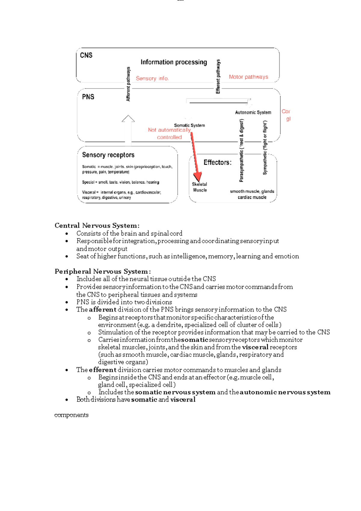 Anat1005 full extensive notes for nervous system module - Central ...