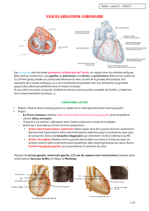 Embryologie du système cardiaque - Appareil Circulatoire : Embryologie ...