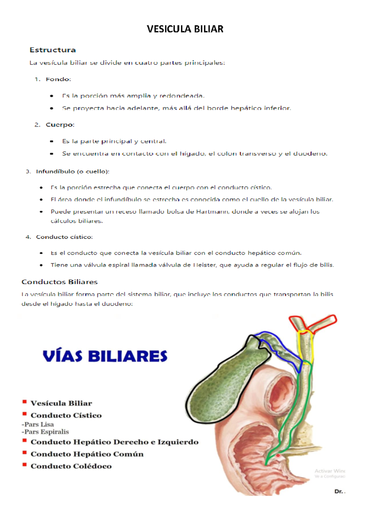 Vesicula Biliar - VESICULA BILIAR Estructura La vesícula biliar se ...