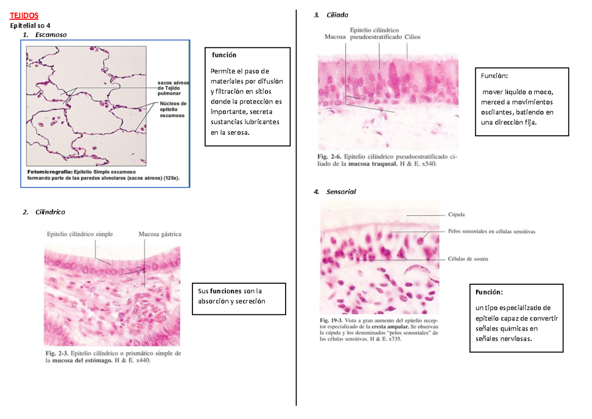 Tejidos - Warning: TT: undefined function: 32 TEJIDOS Epitelial so 4 1. Escamoso Cilíndrico ...