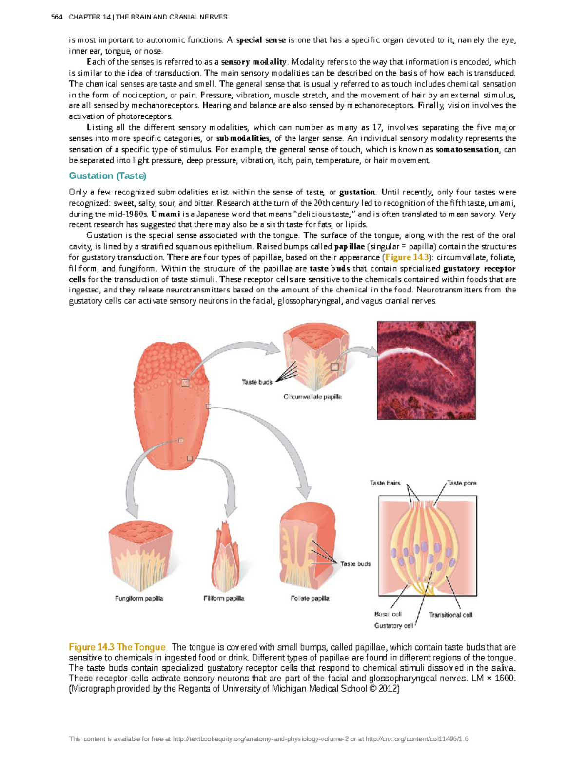 Ana Phy-111-115 - AnaPhy Lecture Compilation - is most important to ...