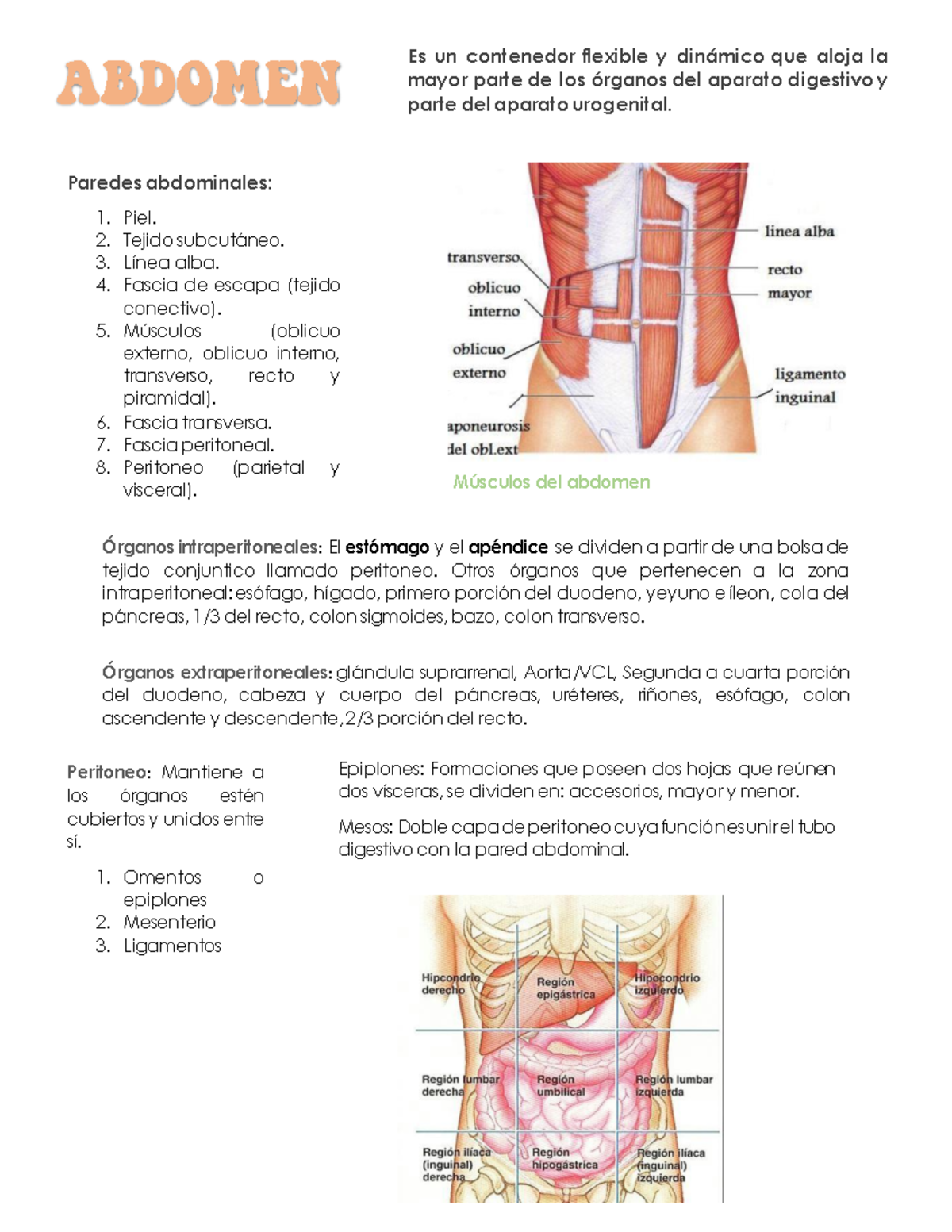 Anatomía y función del abdomen con esquemas - ABDOMEN Es un contenedor ...