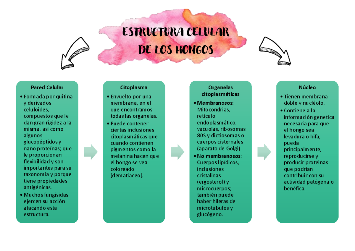 Estructura Hongos - Resumen libro - Pared Celular Formada por quitina y ...