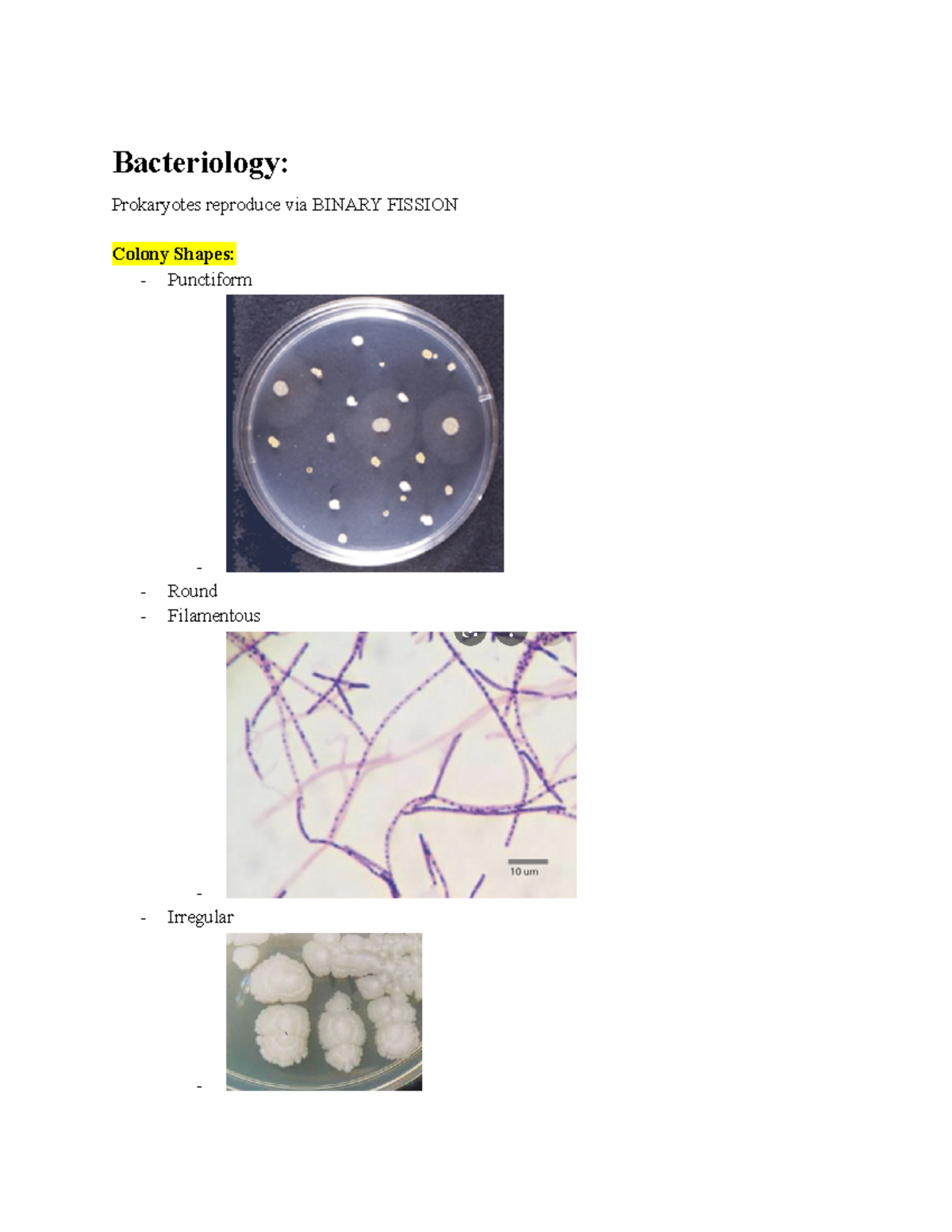 Bacteriology and Colony Shapes: Prokaryotes Biofilms Fungi and Protists ...