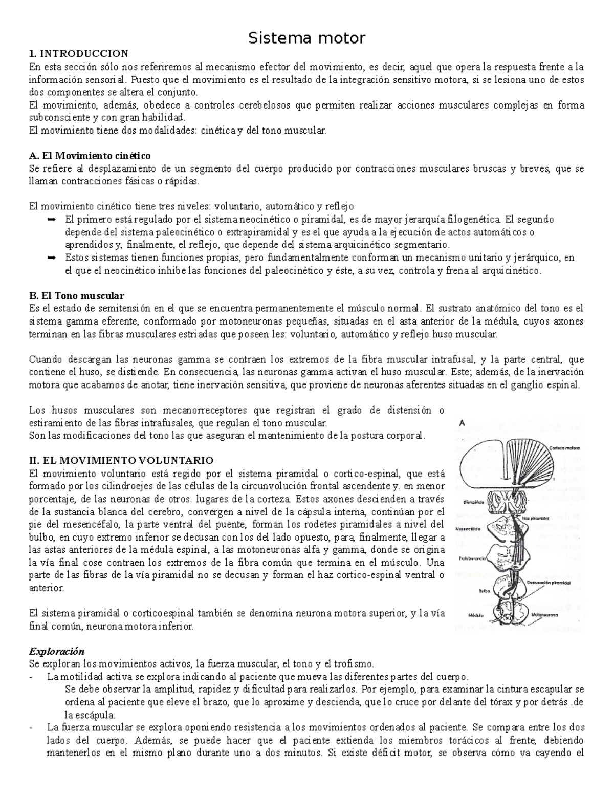Sistema motor, Sistema sensitivo, Sistema vestibulocerebeloso y marcha ...