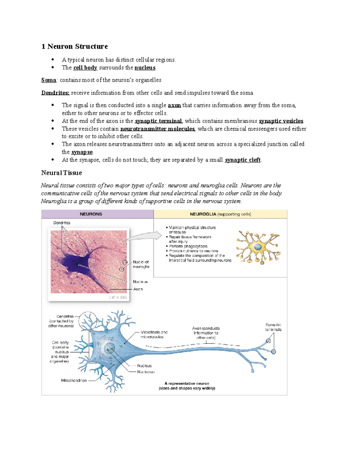Exercise 10 Neural Tissue - 1 Neuron Structure A typical neuron has ...