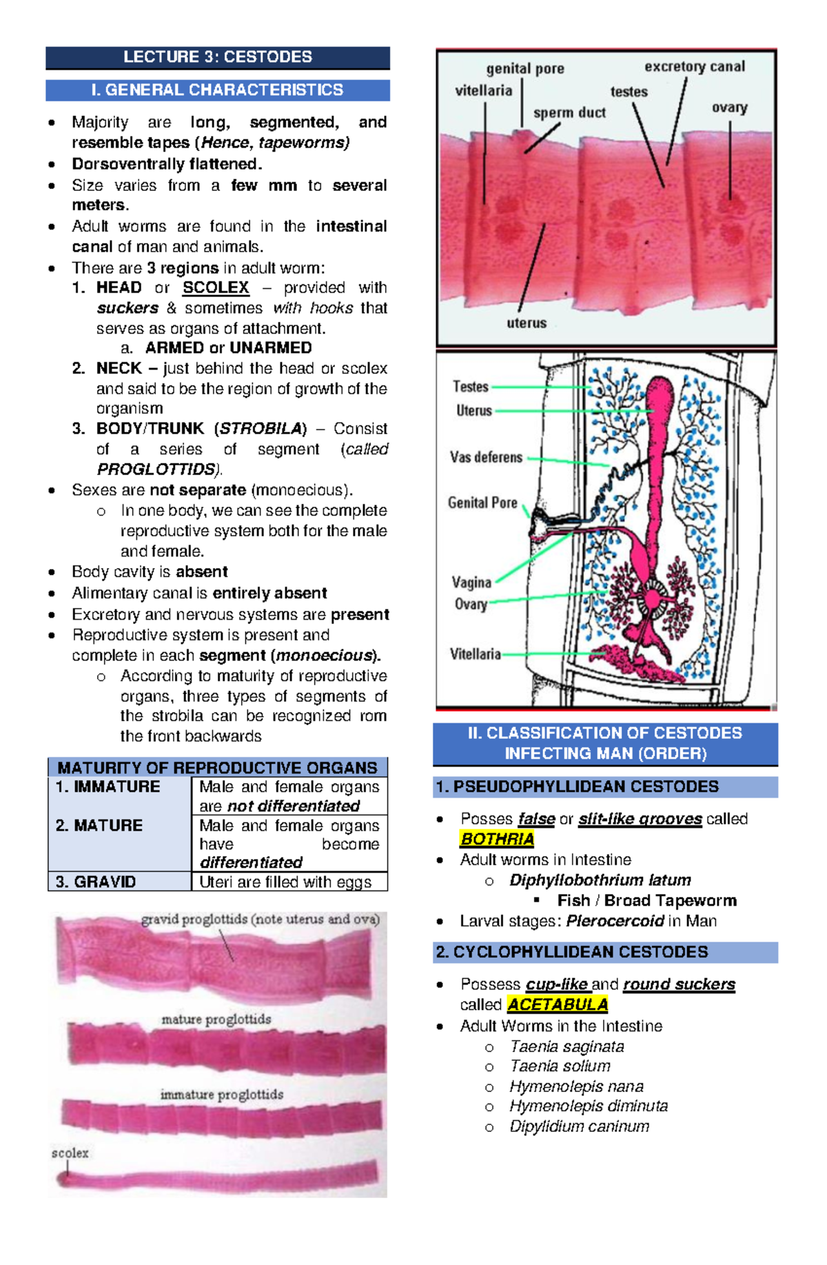 Lecture 5 - Cestodes - LECTURE 3: CESTODES I. GENERAL CHARACTERISTICS ...