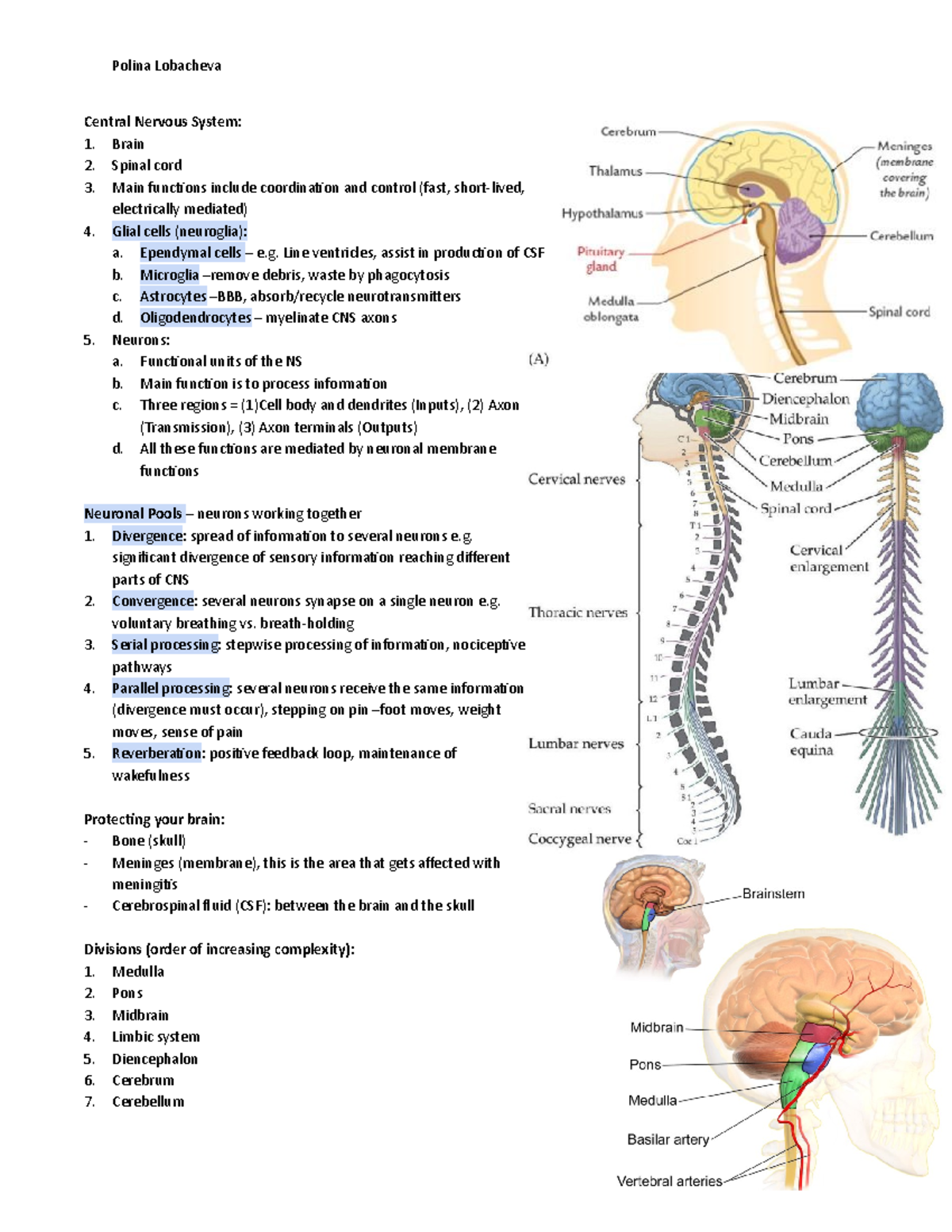 Central and Autonomic Nervous System - Central Nervous System: Brain ...