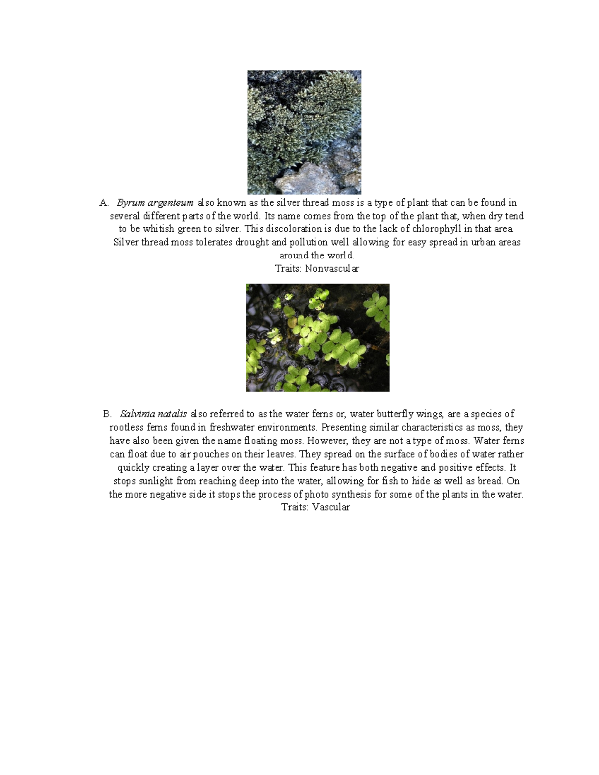 Phylogenetic tree - A. Byrum argenteum also known as the silver thread ...