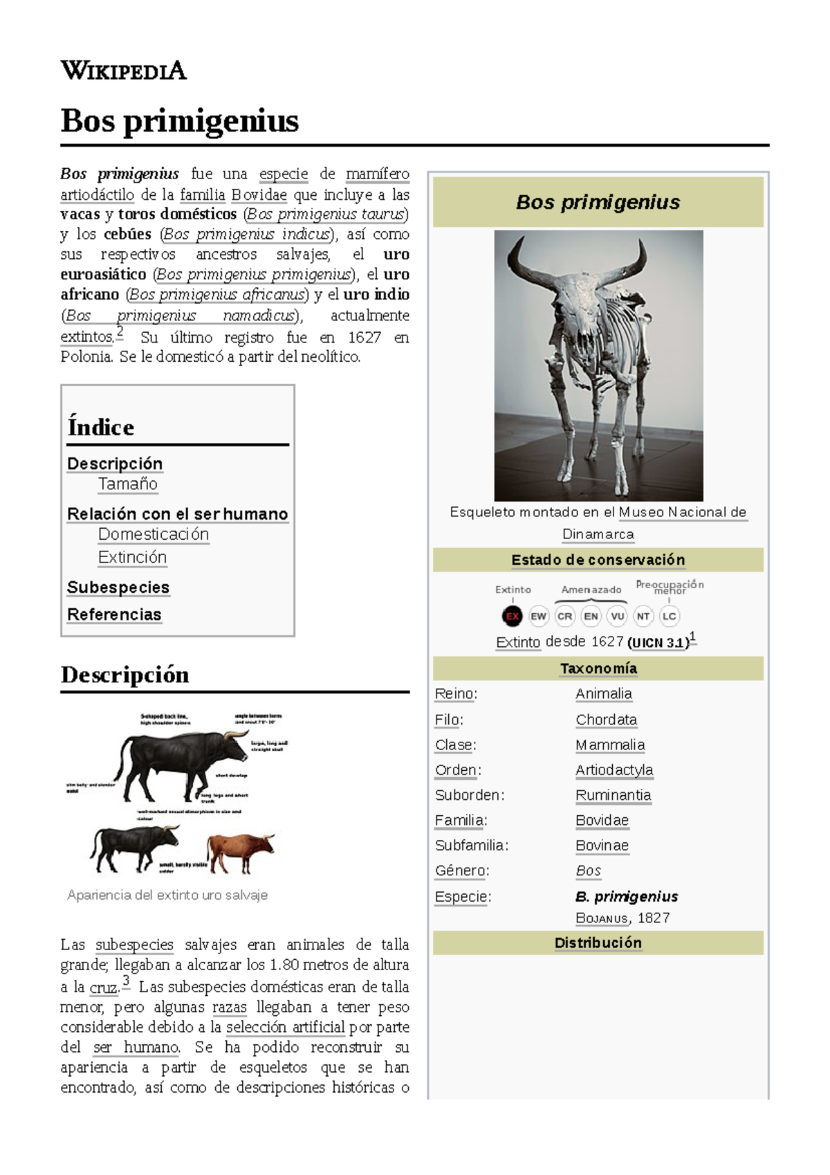 Bos primigenius - qweqw sadawq asdasq - Bos primigenius Esqueleto ...