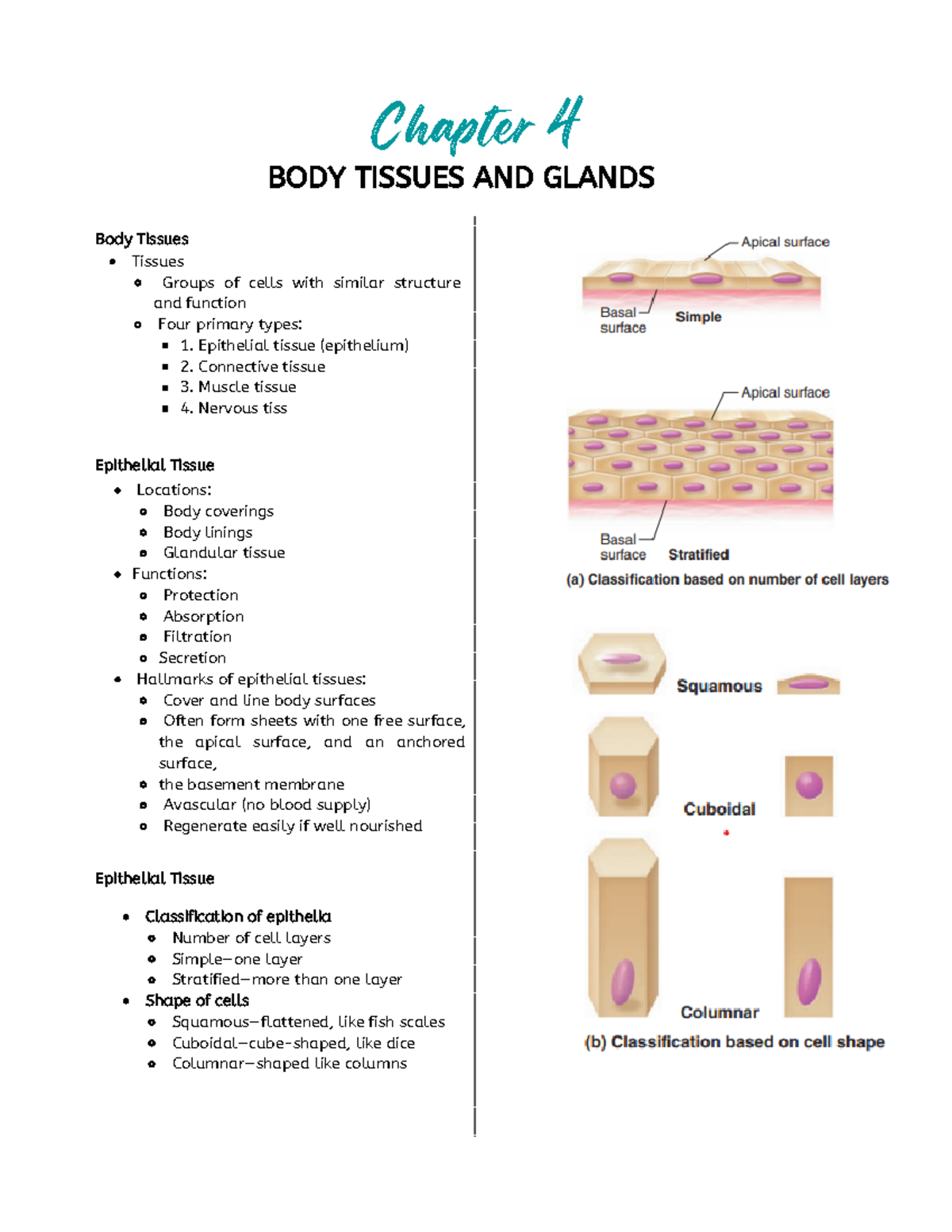 Chapter 3 or 4 - Body tissues and glands - Chapter 4 BODY TISSUES AND ...