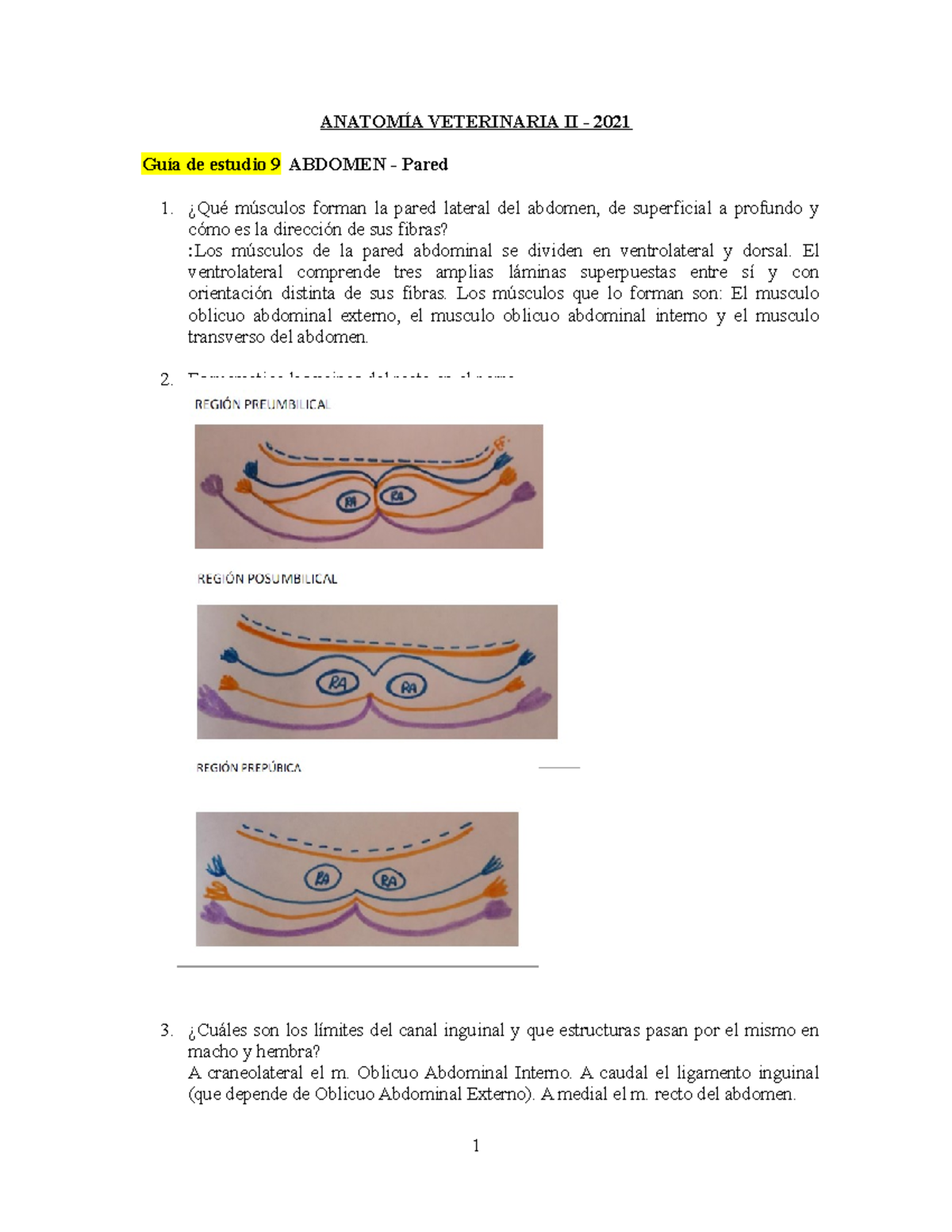 Guías 9,10,11 Anatomia Veterinaria 2 - ANATOMÍA VETERINARIA II - 2021 ...