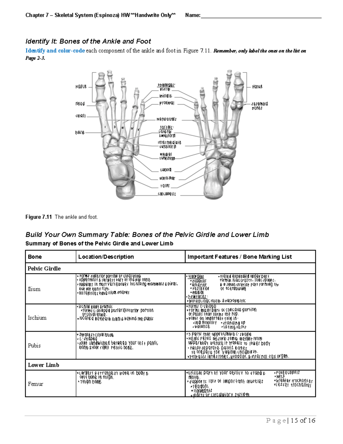 Chapter 7 skeletal system - Chapter 7 – Skeletal System (Espinoza) HW ...