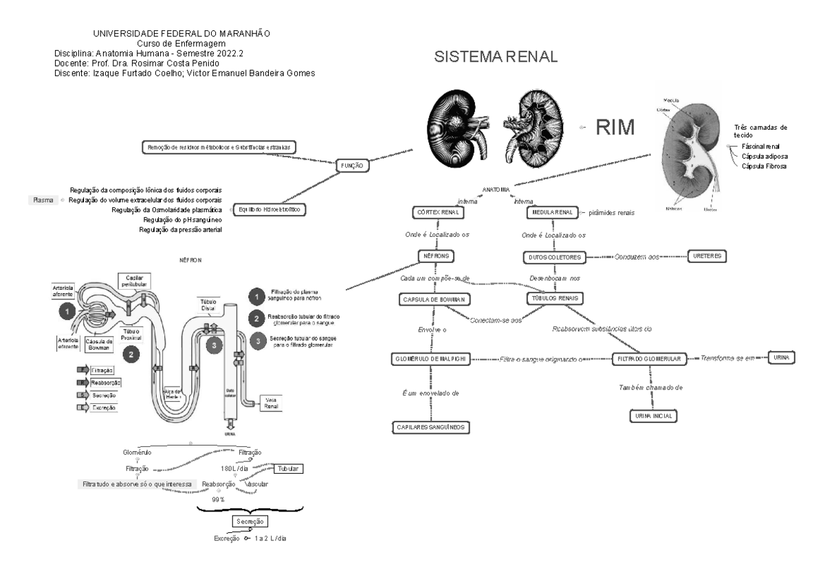 Sistema Renal - SISTEMA RENAL RIM FUNÇÃO ANATOMIA Equilíbrio ...