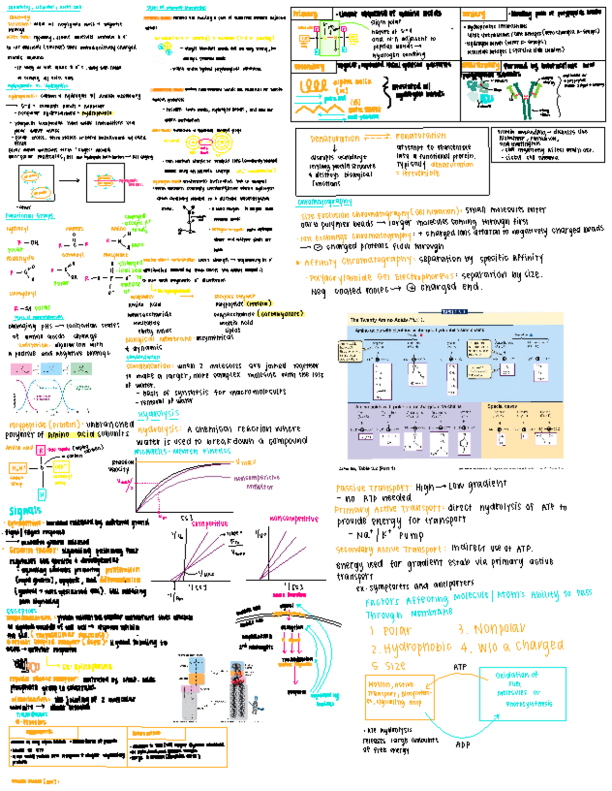 Exam Study Guide - Breakdown of Macromolecules, Reaction Kinetics ...