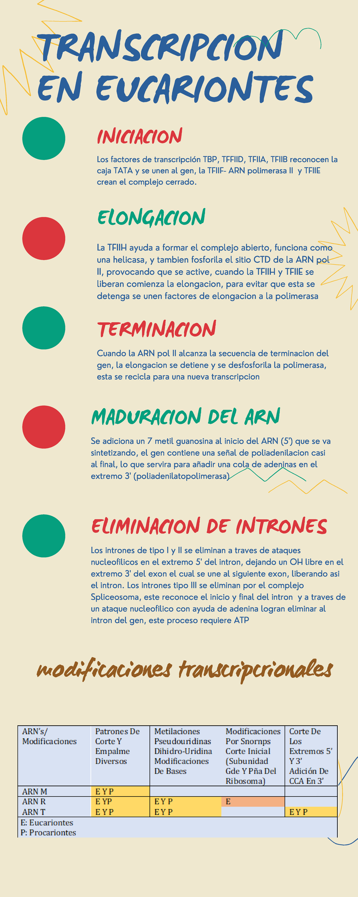 Transcripcion en eucariontes - TRANSCRIPCION EN EUCARIONTES ELIMINACION ...