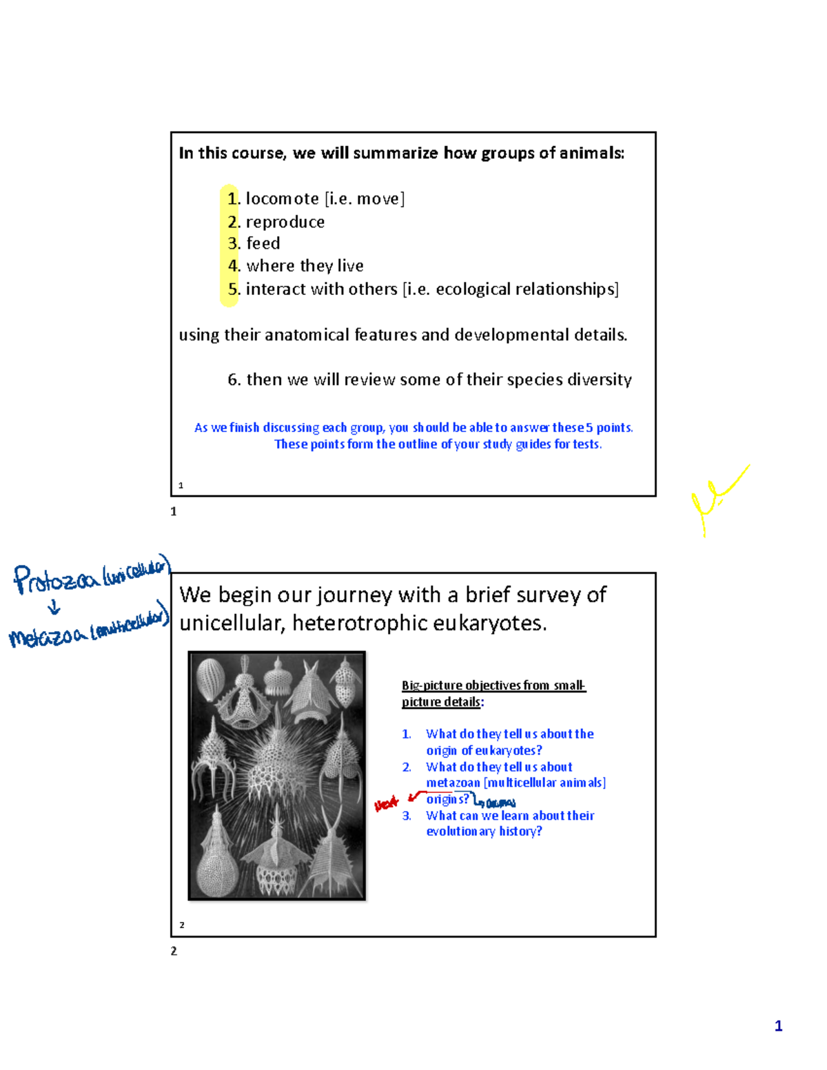 Protozoa Ch5 Anatomy - 1 In this course, we will summarize how groups ...