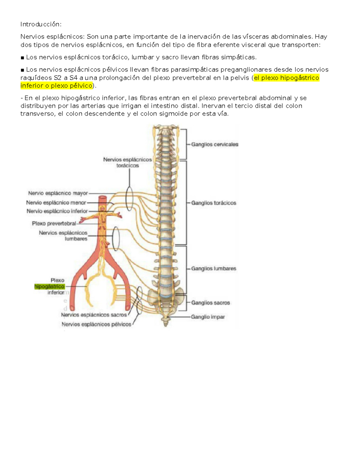 Plexo Hipogastrico Inferior Introducción Nervios Esplácnicos Son