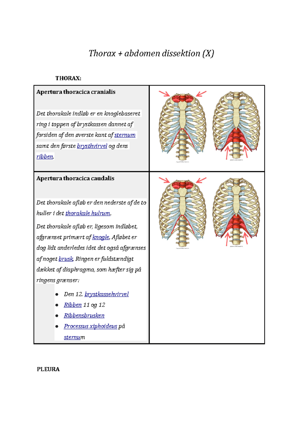 Apertura thoracis caudalis deutsch _ apertura thoracis definition – ICDK