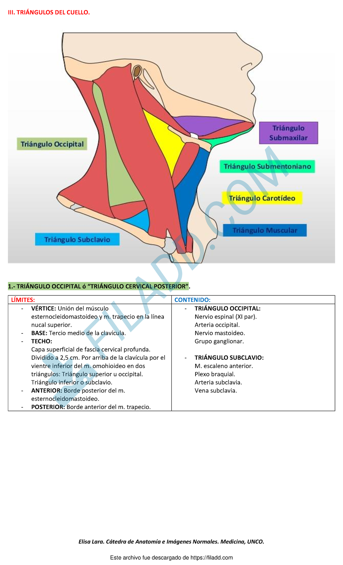 Triangulos del cuello y sus importancias - Elisa Lara. Cátedra de Anatomía e Imágenes Normales ...