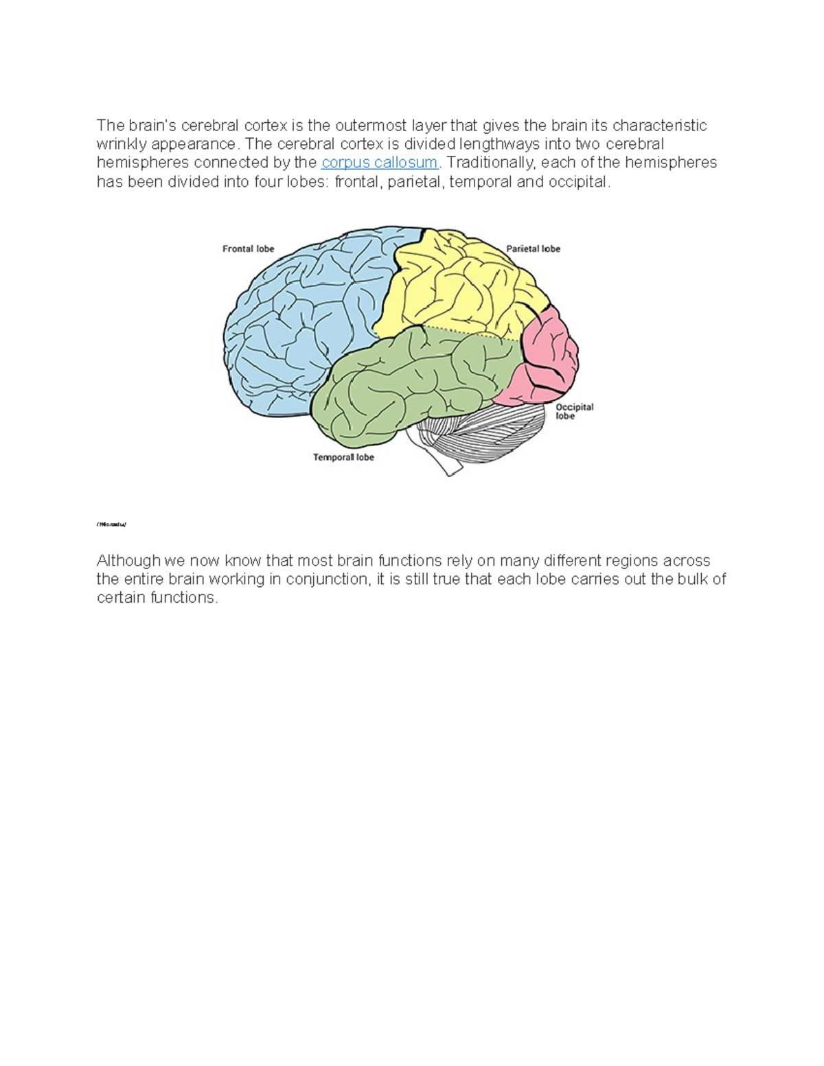Lobes of the brain - notes - The brain’s cerebral cortex is the ...