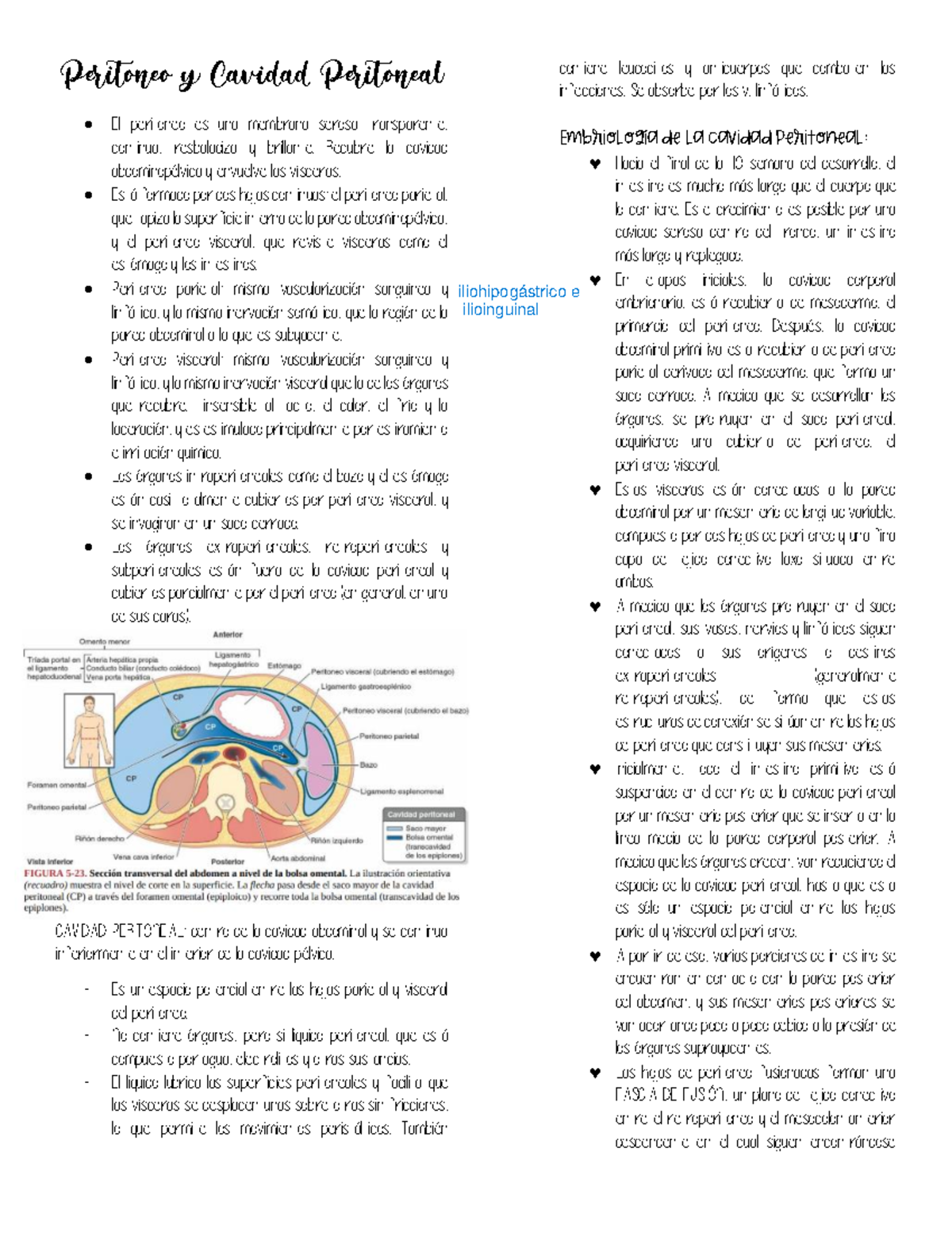 Peritoneo y Cavidad Peritoneal - Recubre la cavidad abdominopélvica y ...