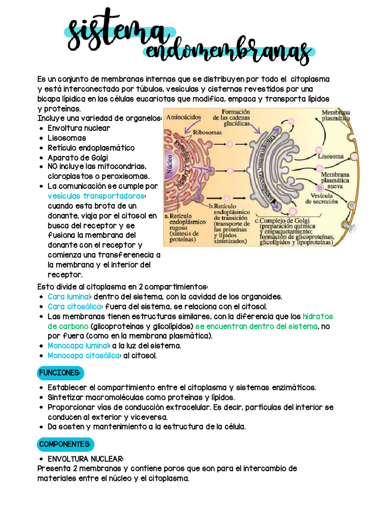 Sistema Endomembranas - FUNCIONES: Es un conjunto de membranas internas ...