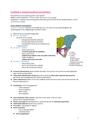 Praktijk heup - Praktijk heup BOTSTRUCTUREN ANTERIEUR BEKKEN - SIAS ...