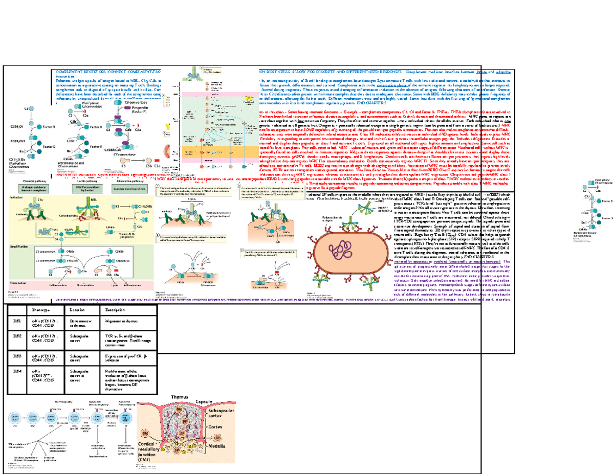 Cheat Sheet Immunology - COMPLEMENT RECEPTORS CONNECT COMPLMENT-TAGGED ...