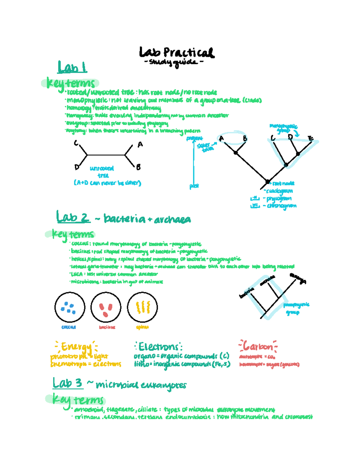 Lab practical study guide - Lab Practical Label study guide keyterms ...