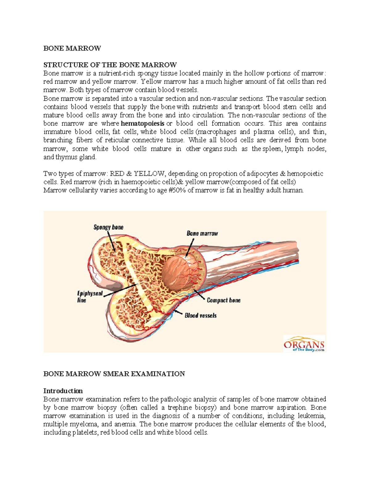 BONE Marrow Structure AND Smear Examination - BONE MARROW STRUCTURE OF ...