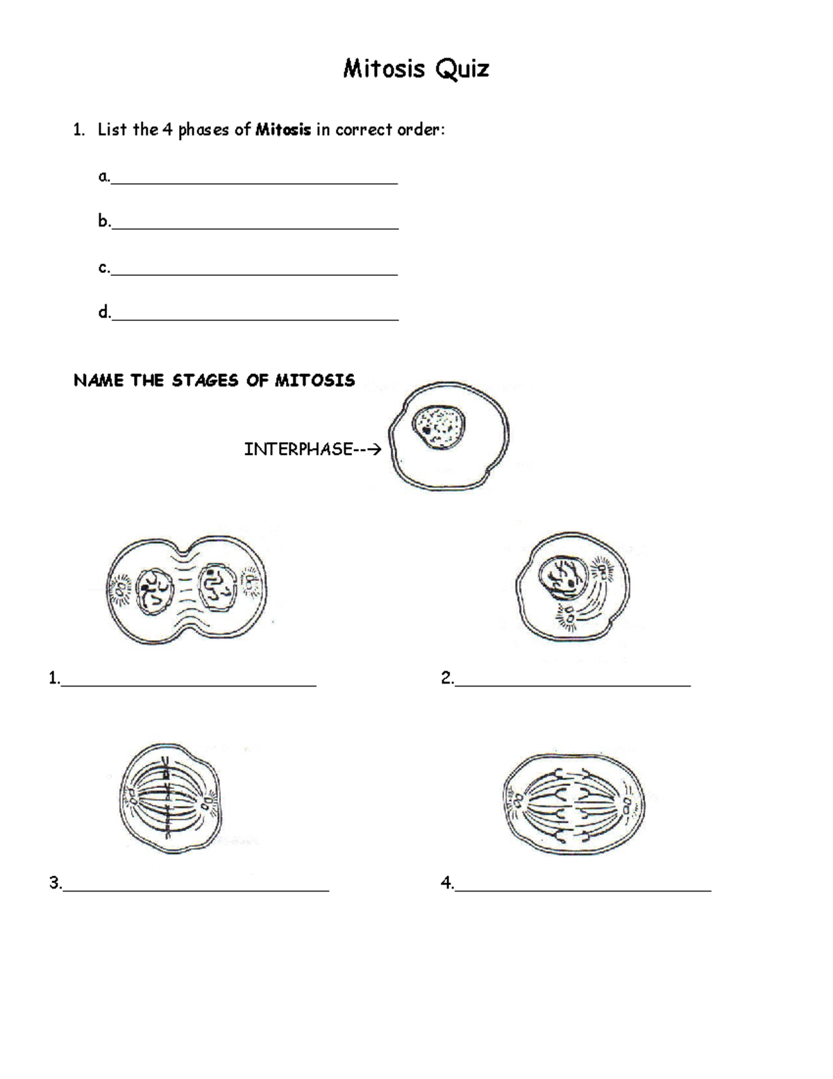 Mitosis Quiz 2 ok - cell cycle - Mitosis Quiz 1. List the 4 phases of ...