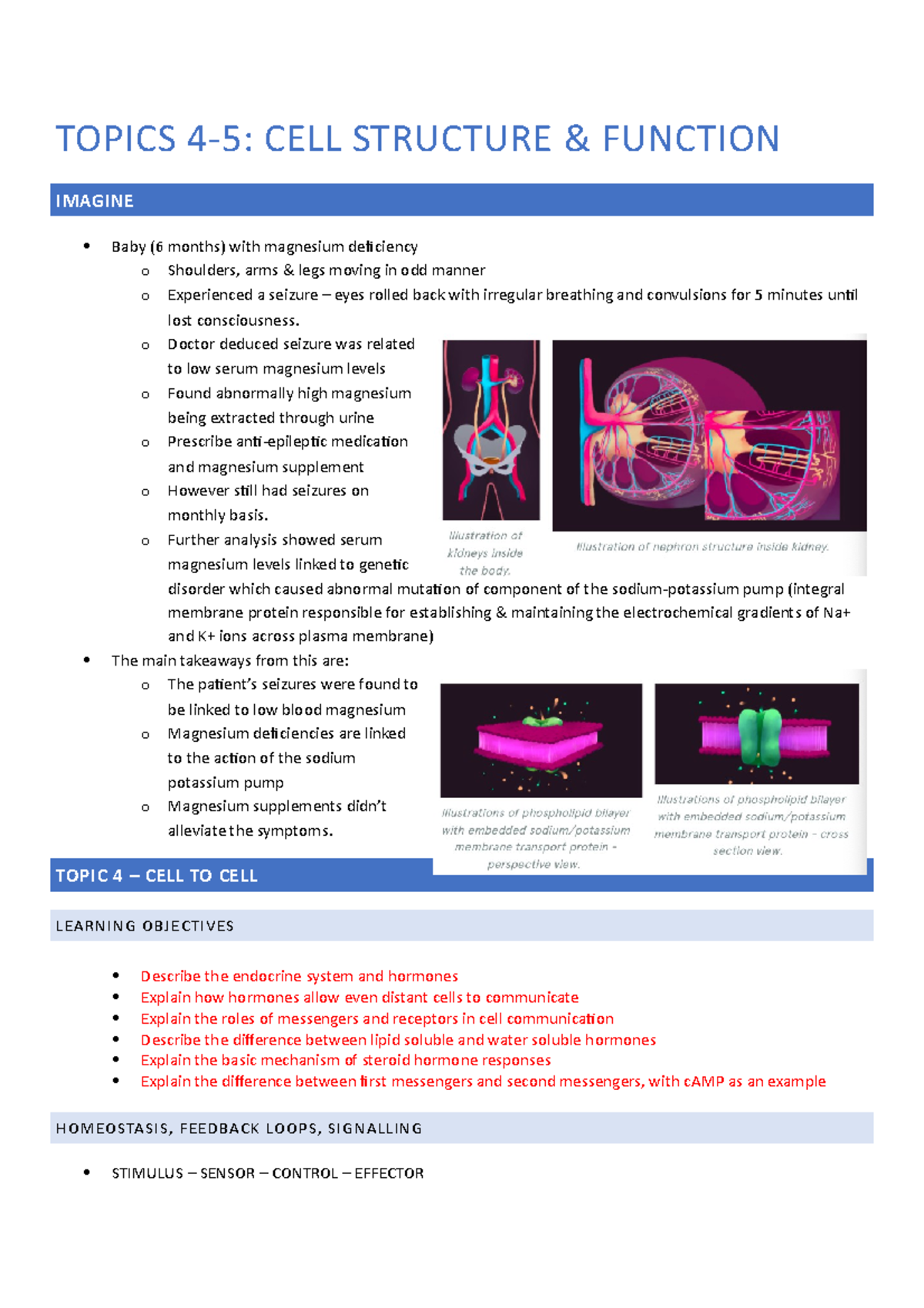 Topics 4-5 notes - TOPICS 4-5: CELL STRUCTURE & FUNCTION IMAGINE Baby ...