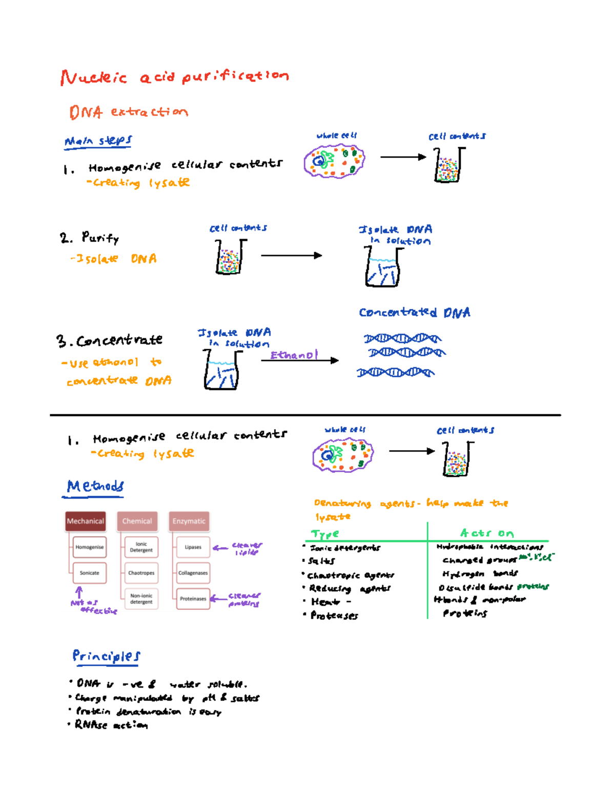 DNA Extraction - Nucleic acid purification DNA extraction cell contents ...
